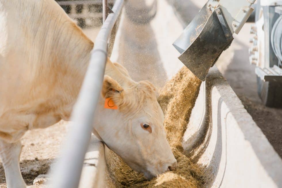 Home - AZTX Cattle Co.